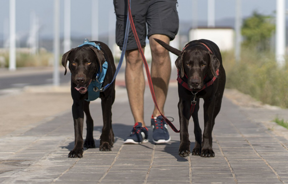 Training Dogs for Protection Work | by V.I.P Elite K9’S | Jul, 2024 ...