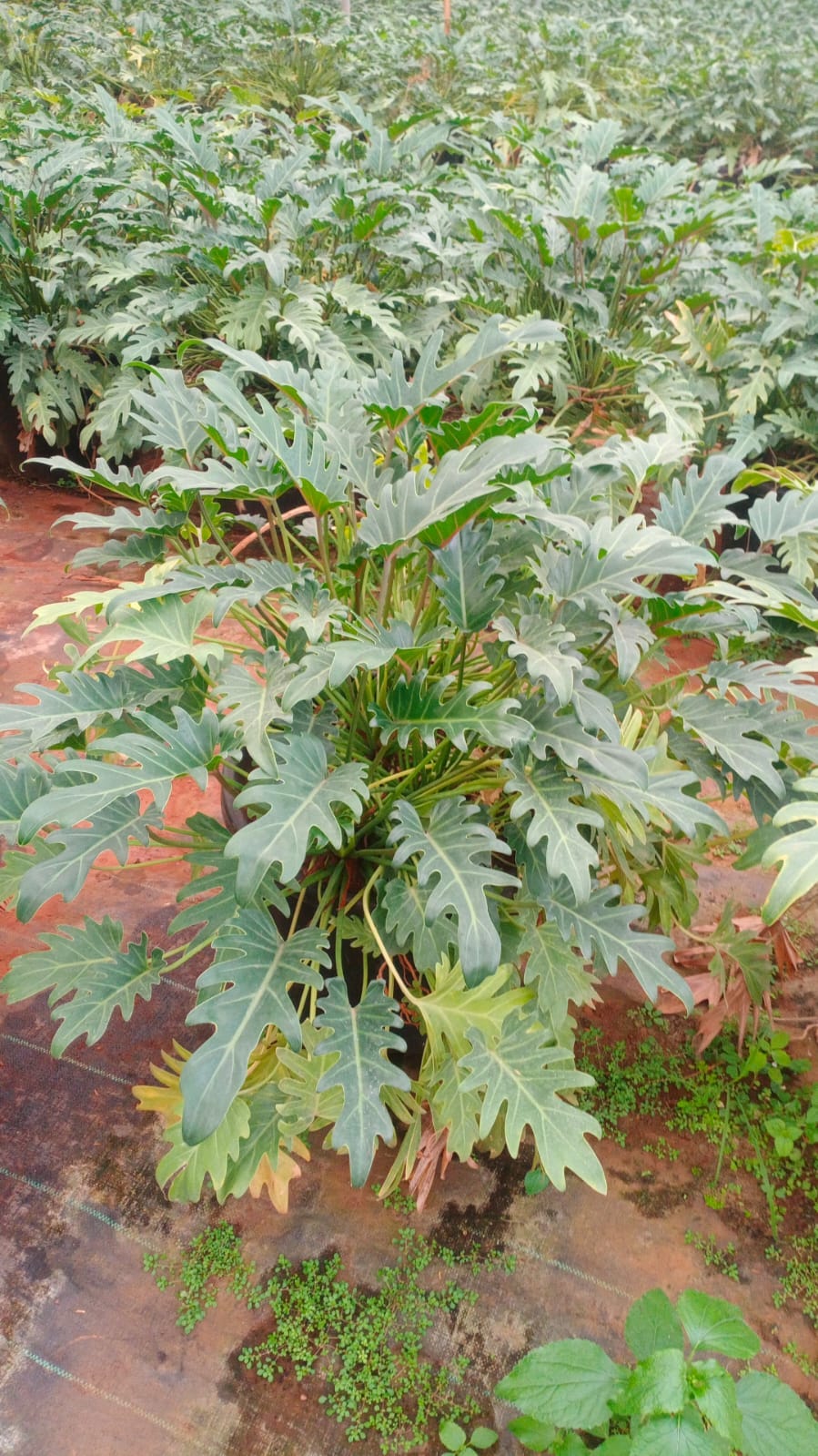 Title: A Beginner's Guide to Eugenia Plant Care | by Hrishikesh Sherikar | Medium