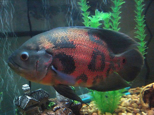 Carnivorous Fish