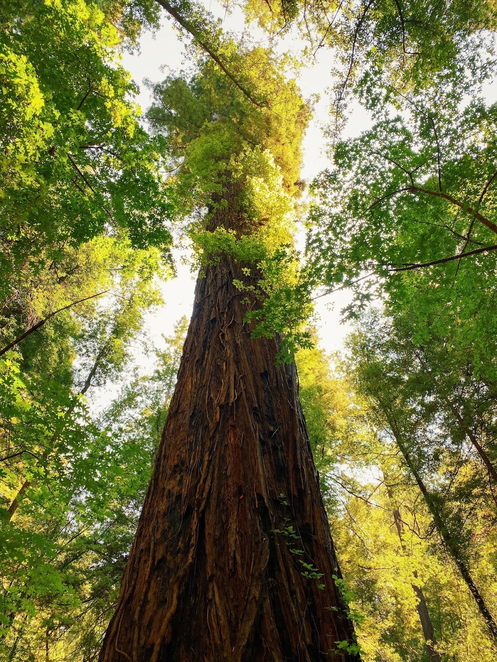 Climate Change Could Spur a Renaissance | The Bold Italic