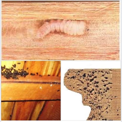 Get rid of the exasperating borer with the help of experts | by PEST ...