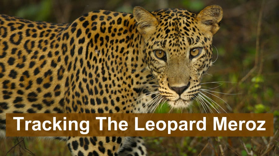 Jason Goodman: From Russia with Love | by Tracking the Leopard Meroz ...