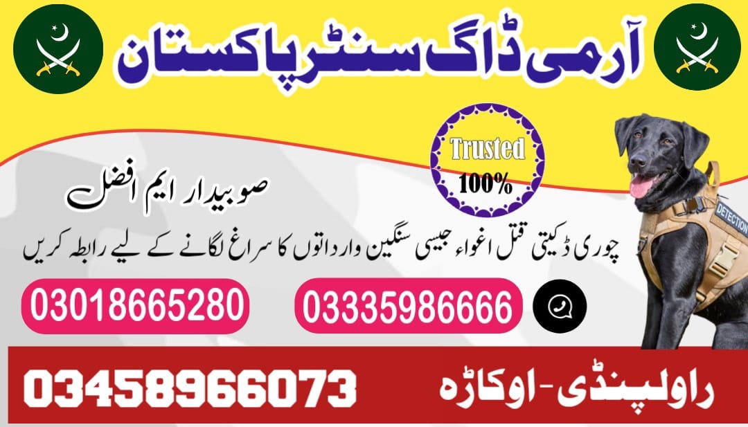 Khoji Dogs Center Bahawalnagar | 03009195279 | By Army Dog Center ...