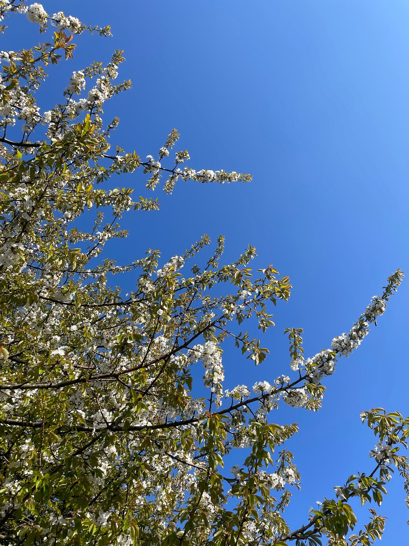 Does the Quran Really Say to Kill the Disbelievers? | by Studio Arabiya Institute | Medium