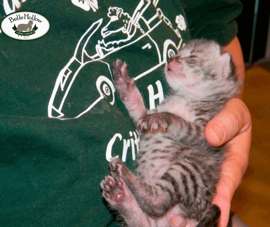 Exploring The Fascinating World Of Savannah Cats Belle Hollow Farms And Exotics Medium