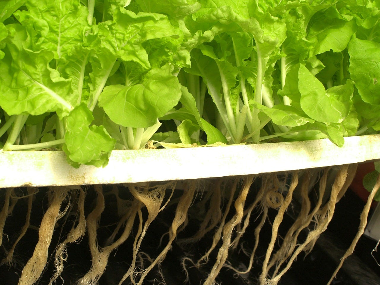 A Look at the History of Vertical Farming | by Mark Crumpacker | Medium