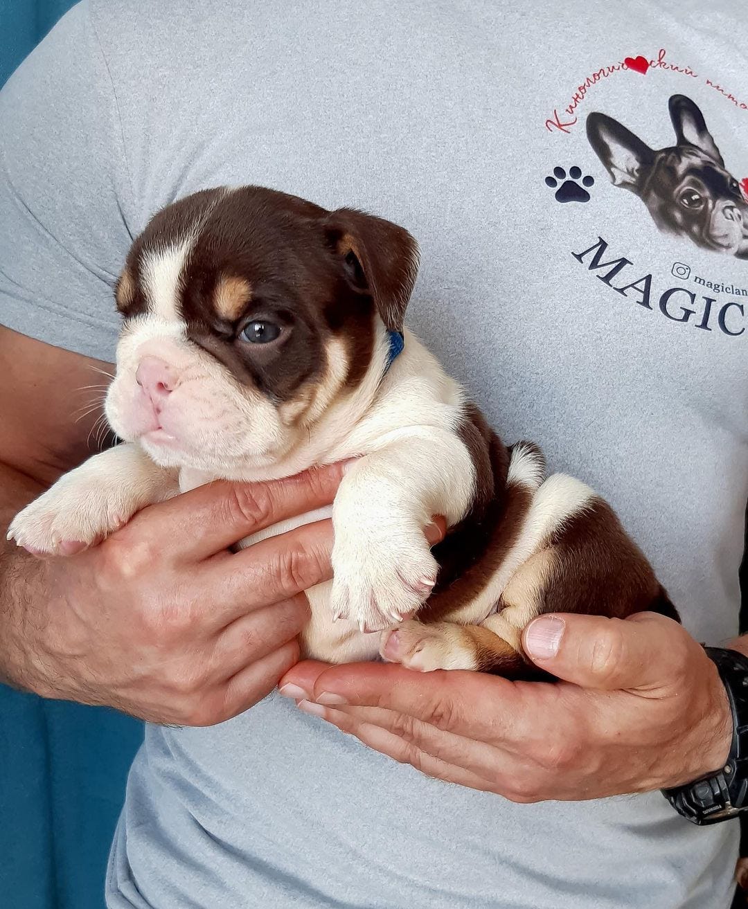Chiot Bull Dog anglais - Frank maley - Medium