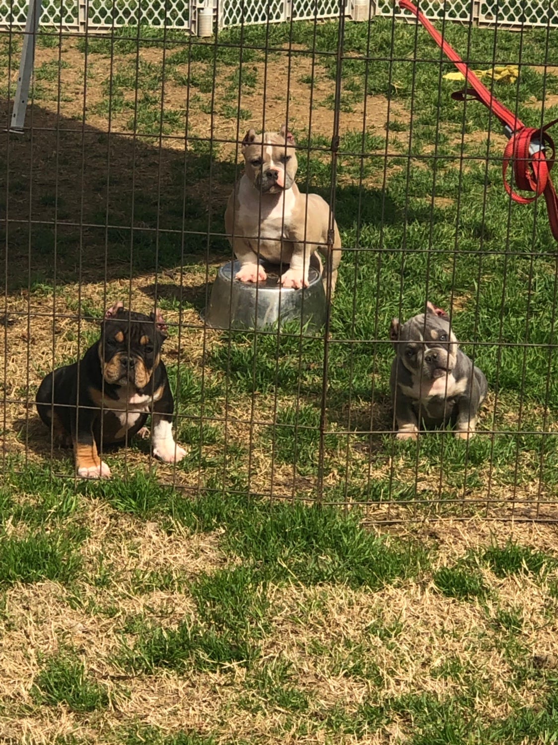 Understanding Bloat in Dogs: How Gas-X Can Help | by Southeast Bully ...