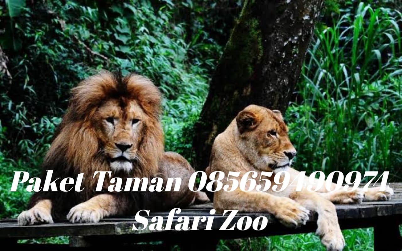 Taman Safari 085659490974 Murah. Harga tiket masuk safari,Harga masuk… | by phmi kembar | Medium