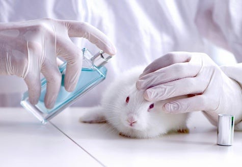 What Really is Animal Experimentation? | by Mcneilir | Medium
