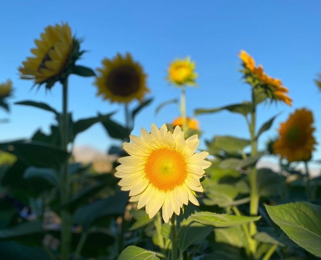The Sunflower Within Us! 🌻. A lone sunflower reaches for the sun… | by ...