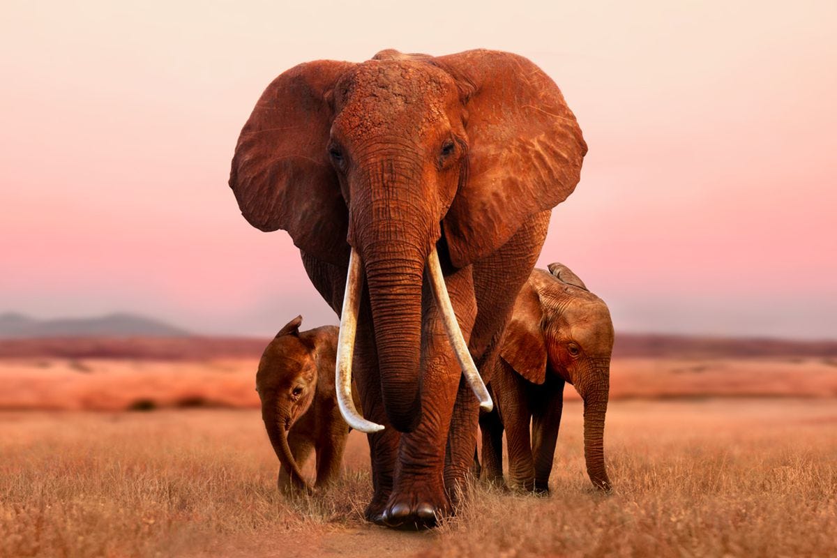 Toggle Theme-Mode, Direction, and Language in Material UI with React (including Date-Pickers ...