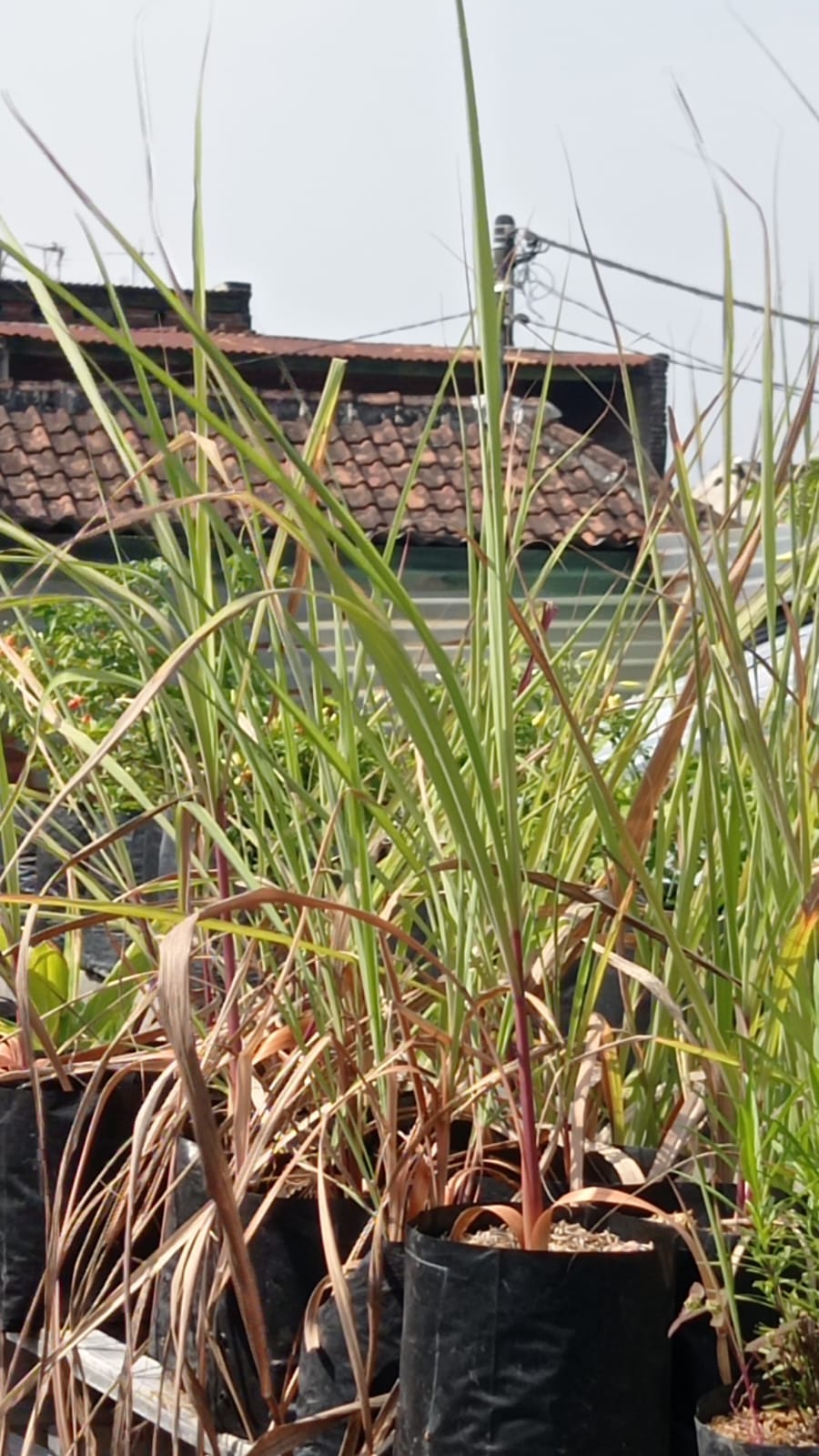 TERBAIK!, WA 0813–5812–3335, Tempat Budidaya Serai Merah Malang ...