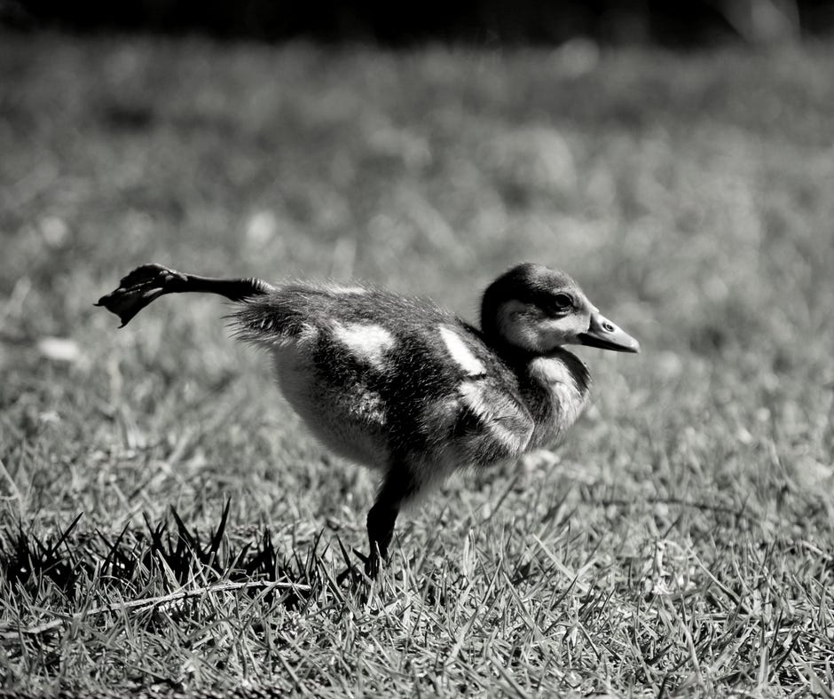 Joseph Pack: Experienced marketer, beginner programmer. | by Joseph Pack | josephpacks | Medium