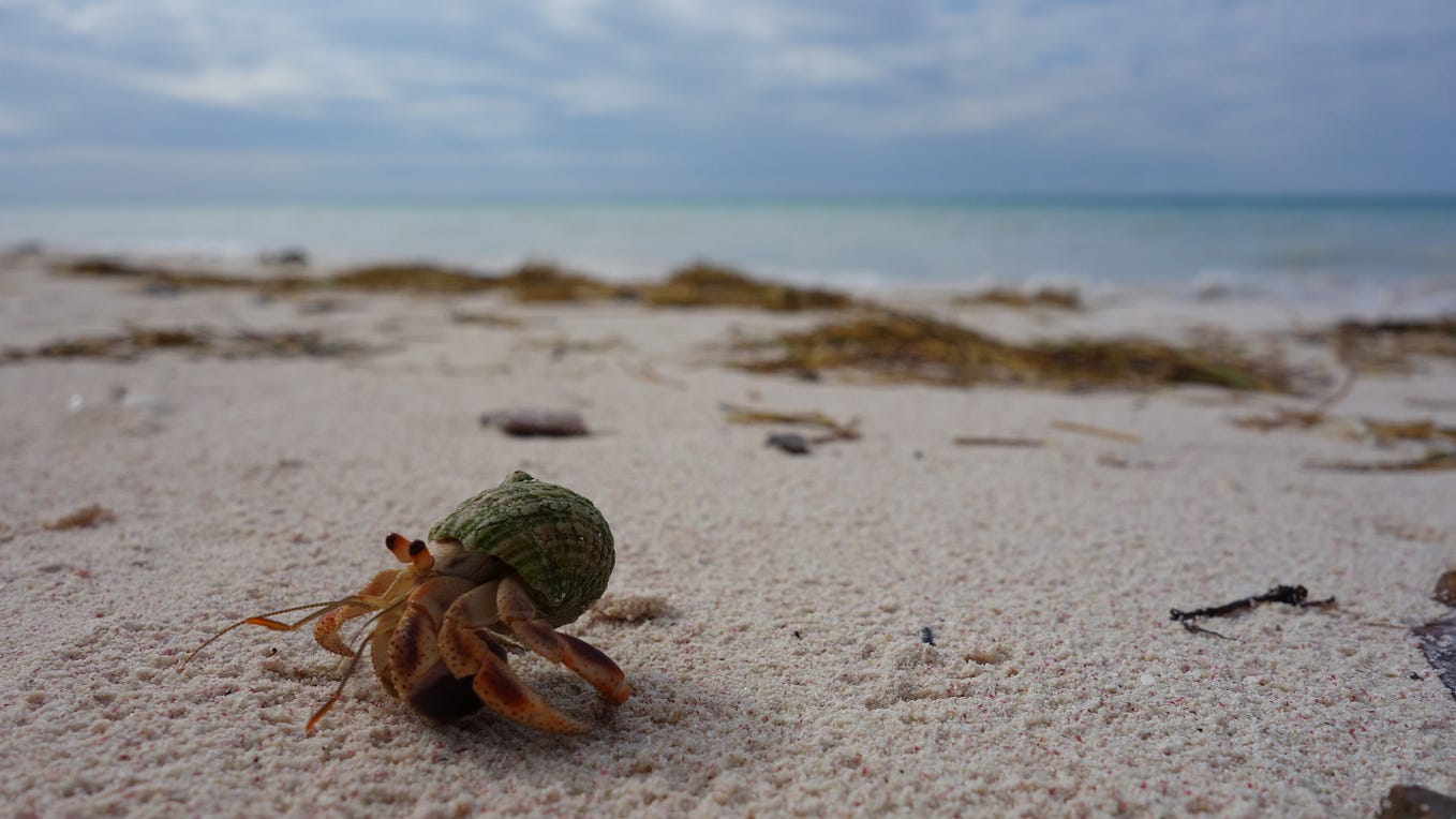 Polynomial regression - the correspondence between math and python implementation in numpy ...