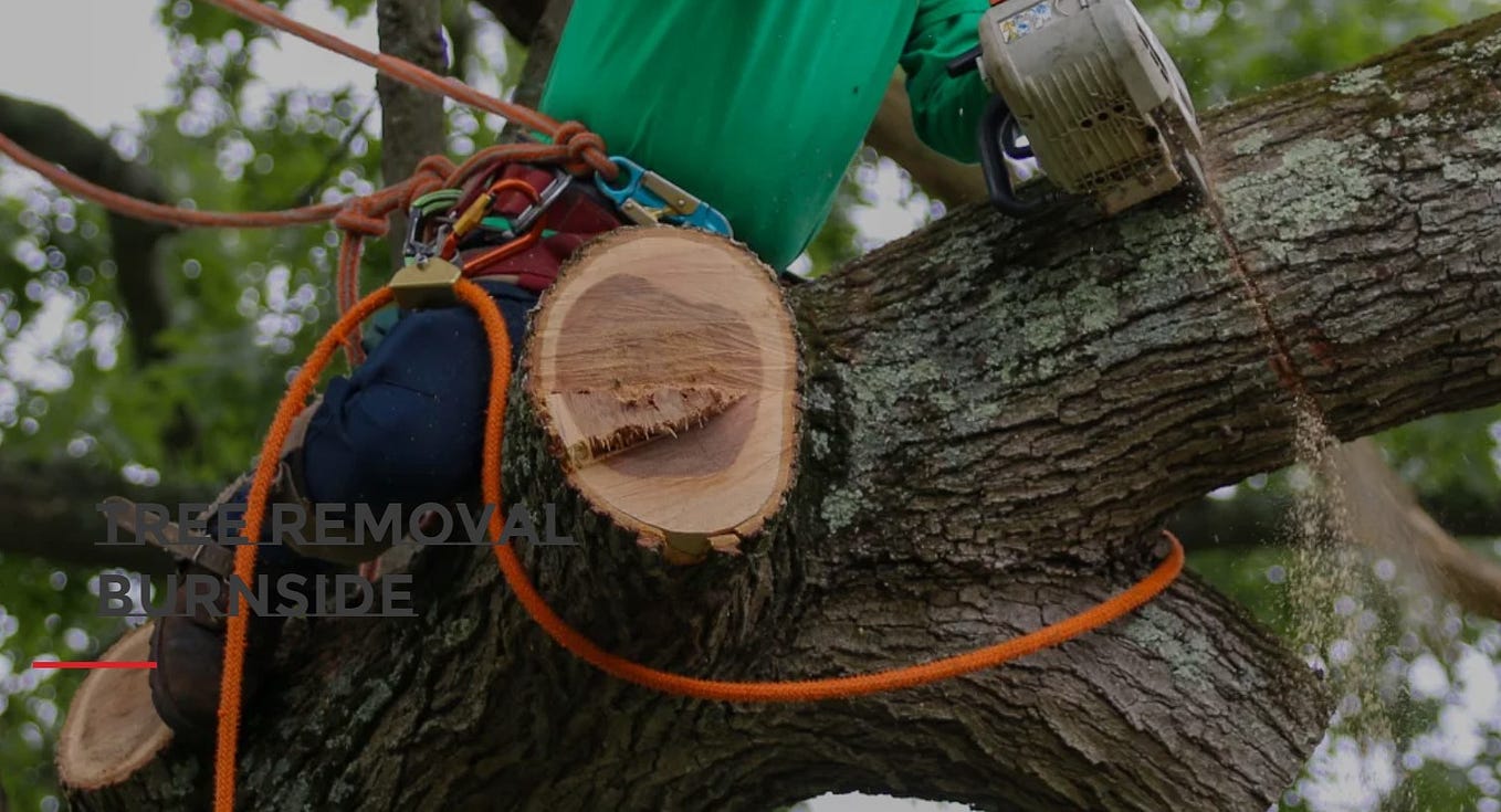 Tree Cutting Adelaide - Aplustreelandau - Medium
