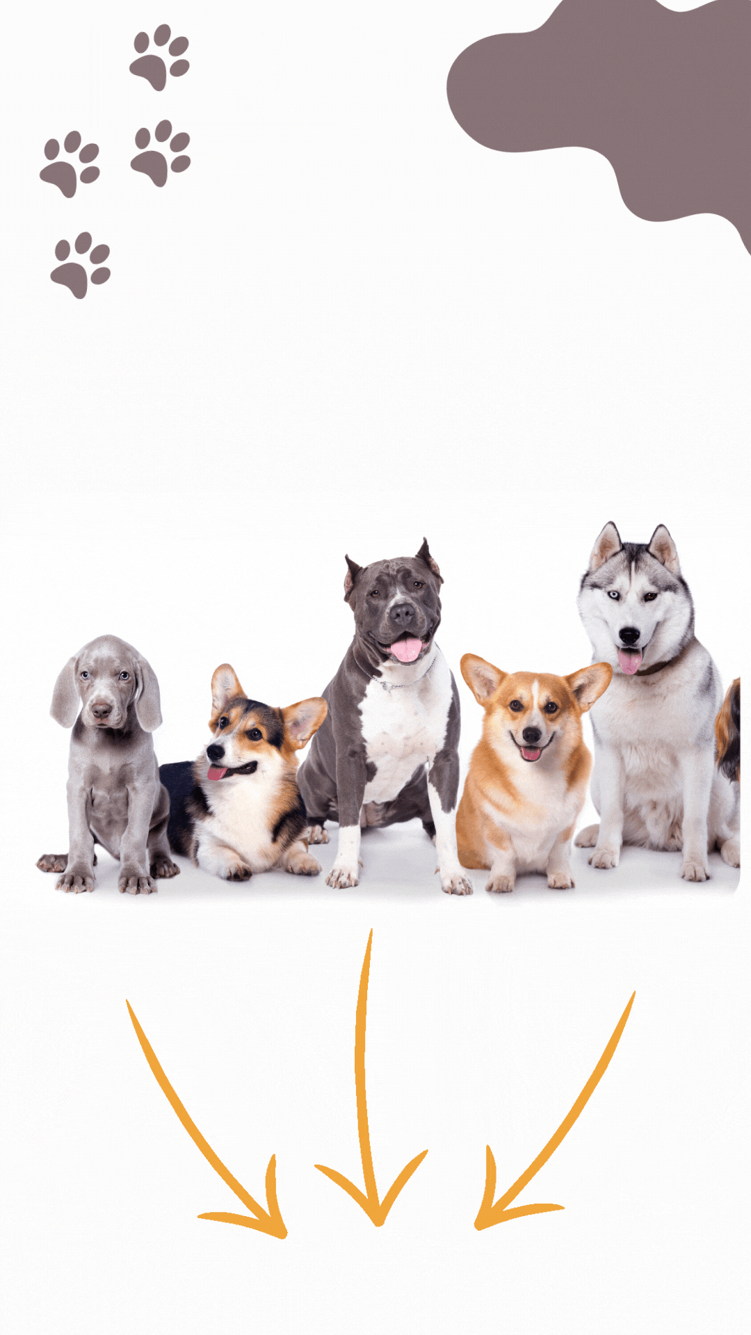 Benefits Of Burdock Root For Dog Liver Health By Happypets101 Feb Benefits Of Burdock Root For Dog Liver Health By Happypets101 Feb
