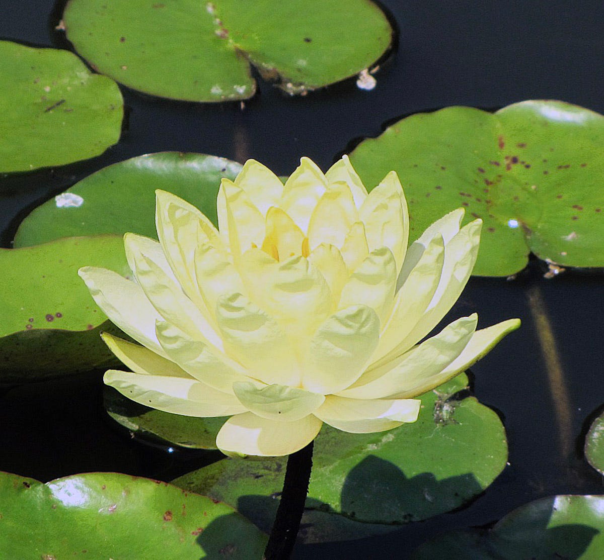 9 Haiku Poems for Inner Peace. My haiku poems from Twitter | by Nikos ...