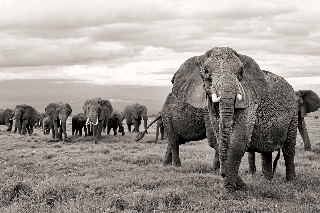 Elephant Money Part 4: The Lowest Risk Stampede Strategy | by Drip ...