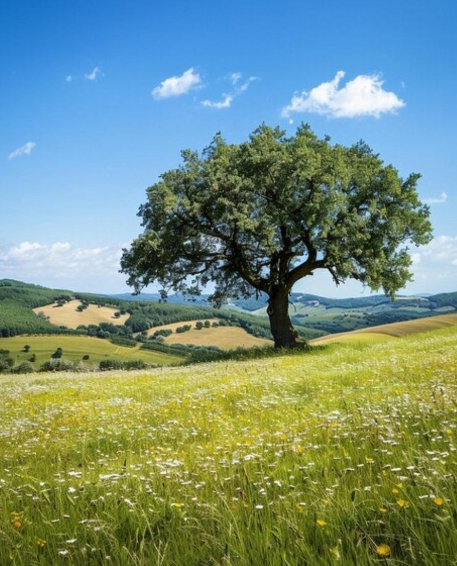 "The Philosophy of Tree". Ch. 3.Everyone finds their own tree. | by ...