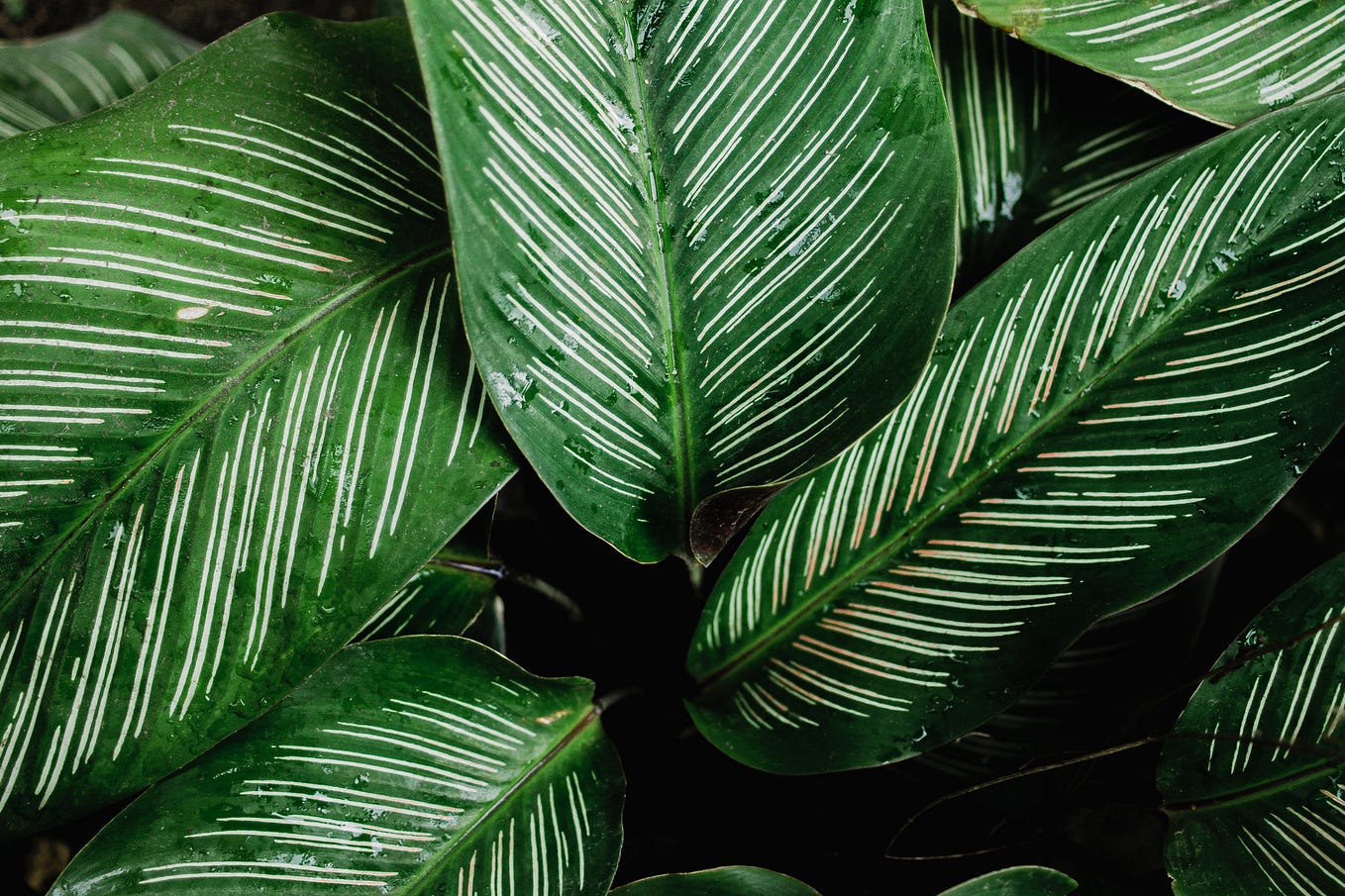 Reinforcing Multi-turn Reasoning In Llm Agents Via Turn-level Credit