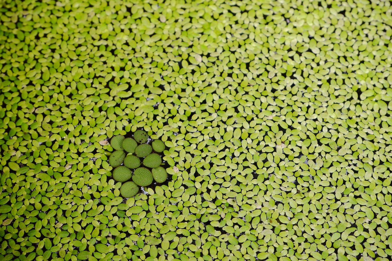 Django: how to pass the user object into form classes | by Alice Ridgway | Analytics Vidhya | Medium