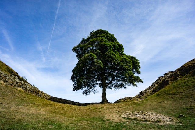 Why To And How To Use Strict Mode In Angular Applications By Michael Seemann Better Programming