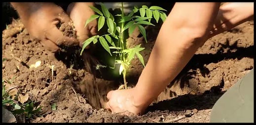 Non-toxic Hydrogels as Water Absorber for Agriculture | by Alsta ...