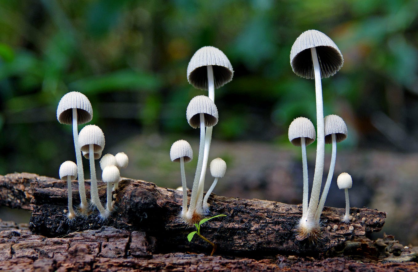 The Significance of Mushroom Life: Revealing the Secrets of Spore ...