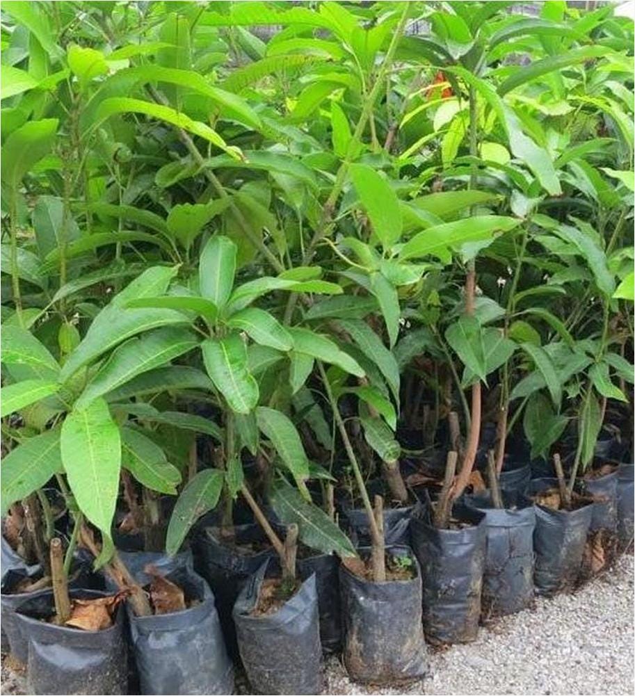 Bibit Mangga Gedong Gincu Buah Jembrana Terlengkap | by mirza bibit ...