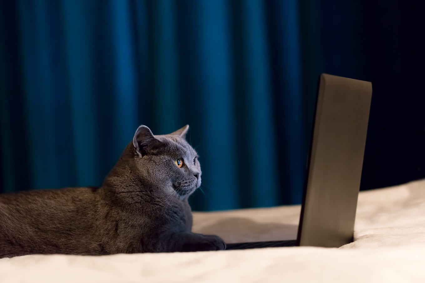 5 ressources pour débuter en Python ! | by Camille Clarret | Medium