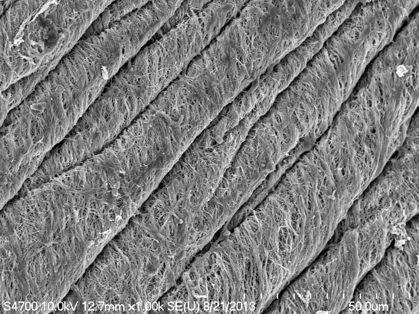 Scaffold Free Tissue Engineering using RCCS | by Synthecon Inc. | Medium