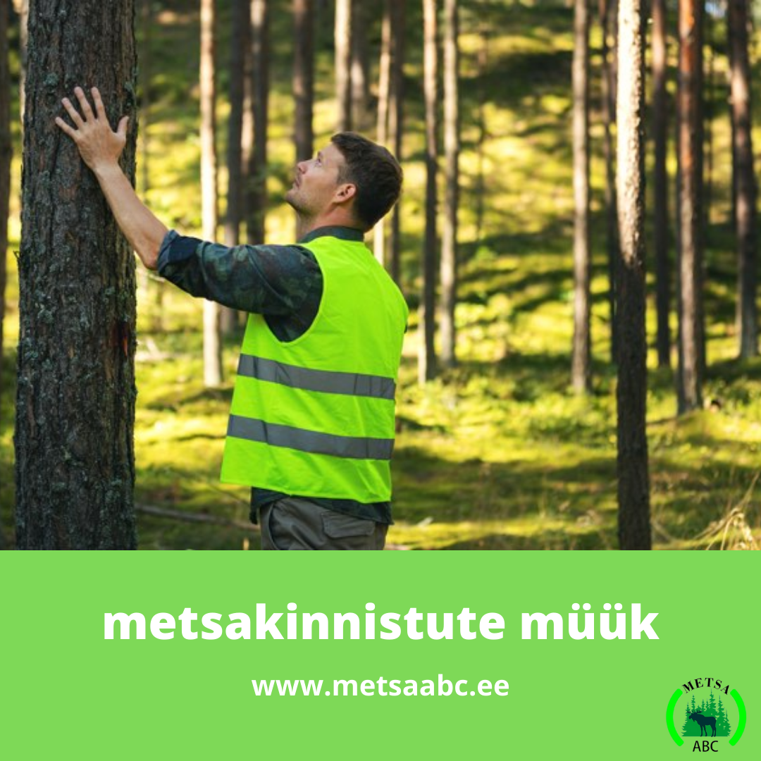 Kasvava metsa müük | Metsa ABC - Metsa ABC - Medium