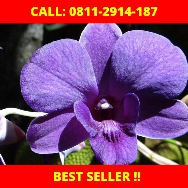 TANGAN PERTAMA ! CALL! 0811-2914-187 Jual Pohon Anggrek Dan Pohon ...
