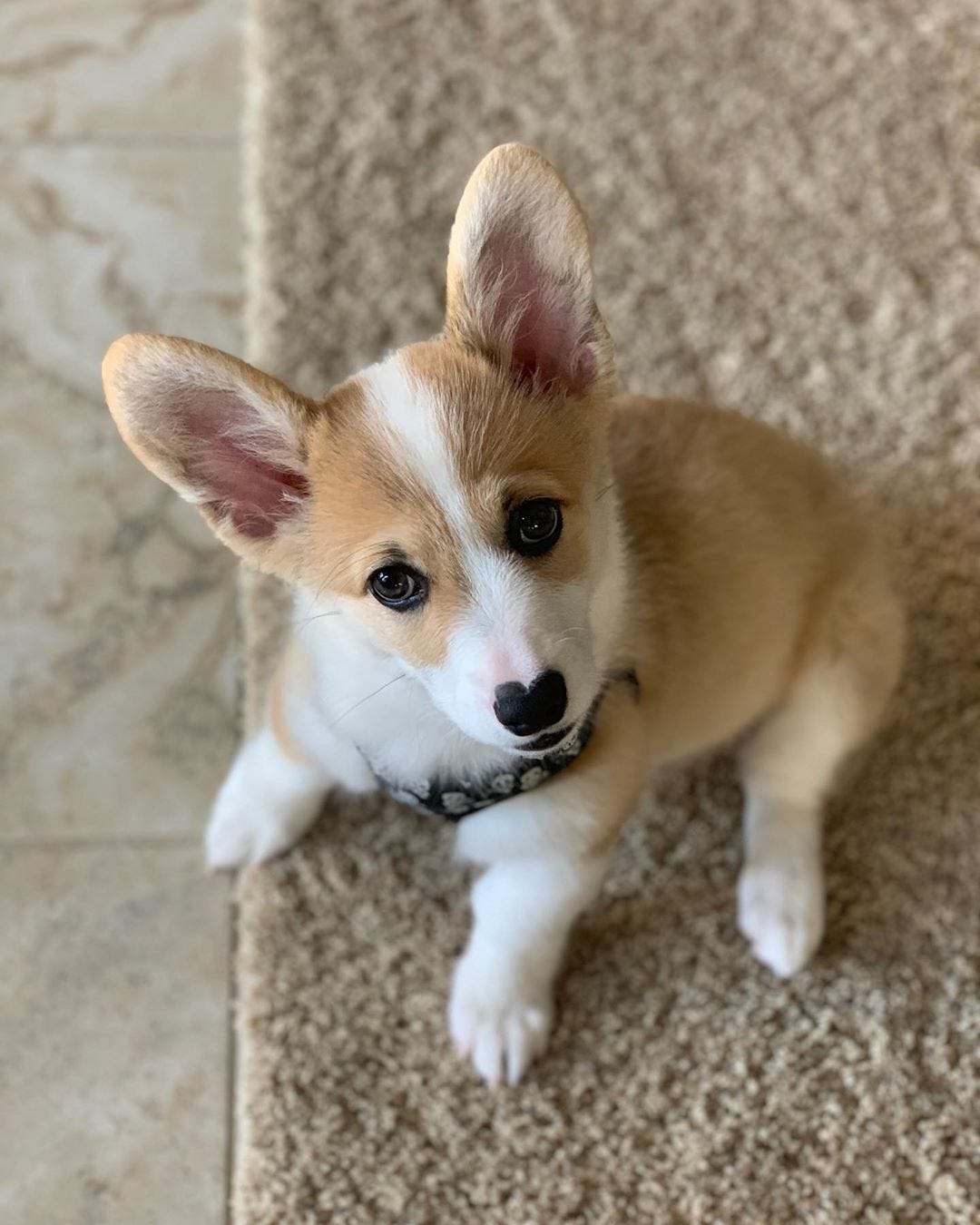 Corgi Puppies For Sale Under $500 - Downtown Corgi Pups - Medium