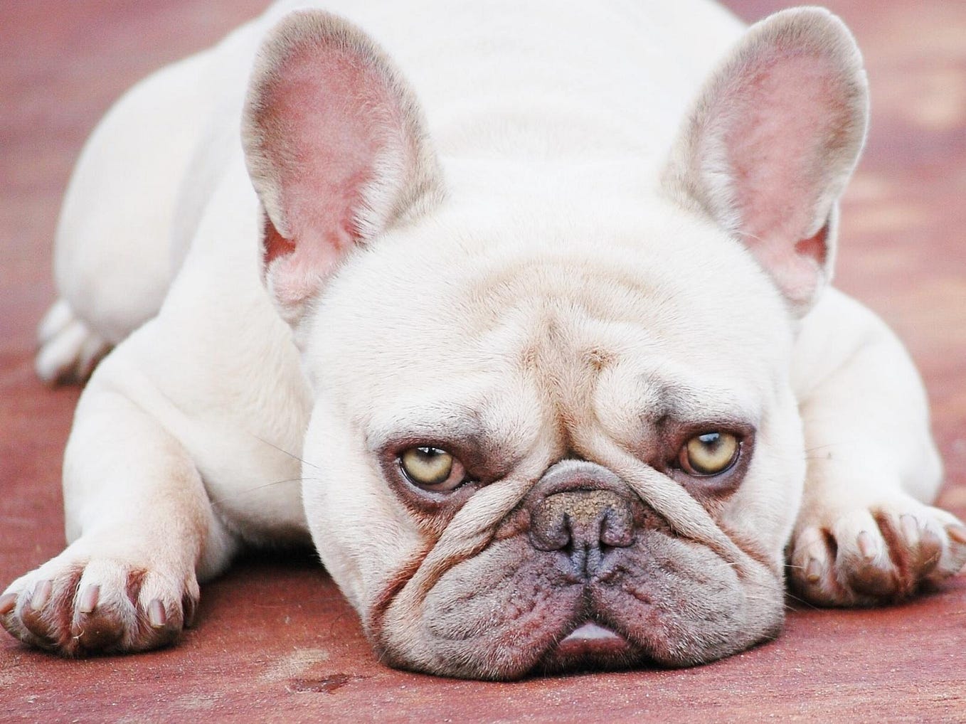 Simone Biles’ Love for French Bulldogs: A Journey with Lilo and Rambo ...