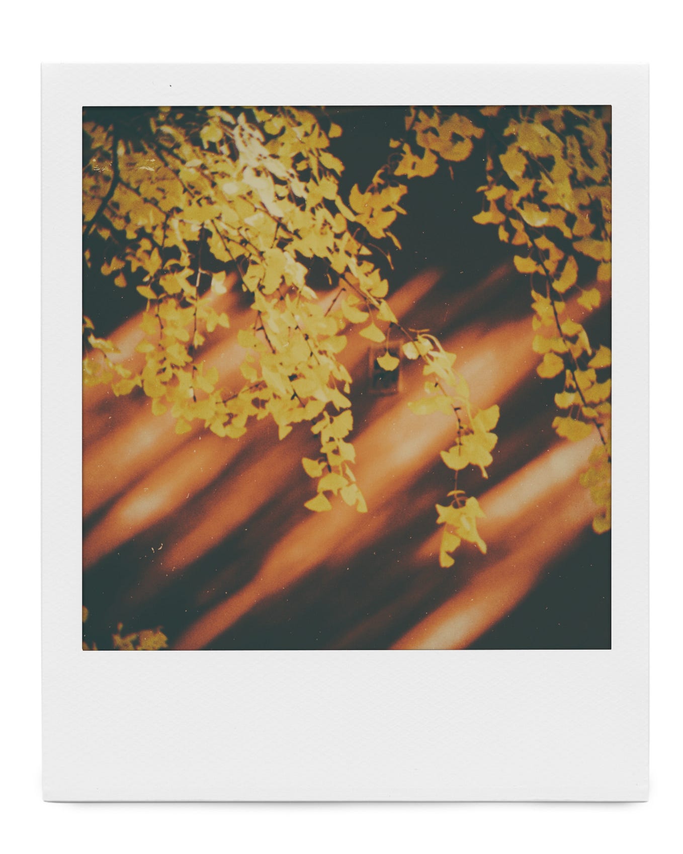 Body Dysmorphia. A poem | by Rita Harrison | Scribe | Medium