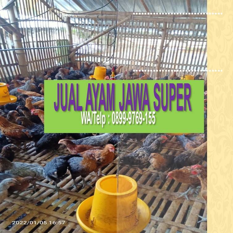 ENAK,Produsen Ayam Joper | Ayam Jawa Super | Ayam Kampung Super Balikpapan, WA : 0899–9769–155 ...