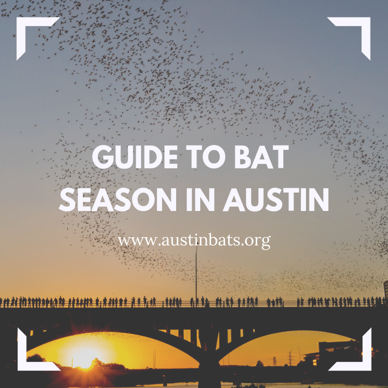 A Detailed Guide to Bat Watching in Austin, Texas | by Merlin Bat ...