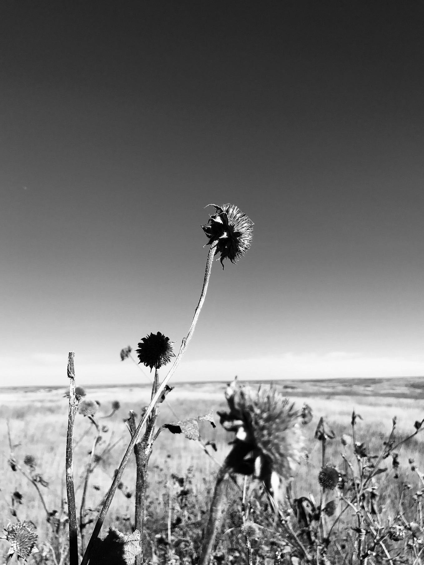 Green, My Dear Friend. Green was loud In the way that a sudden… | by ...