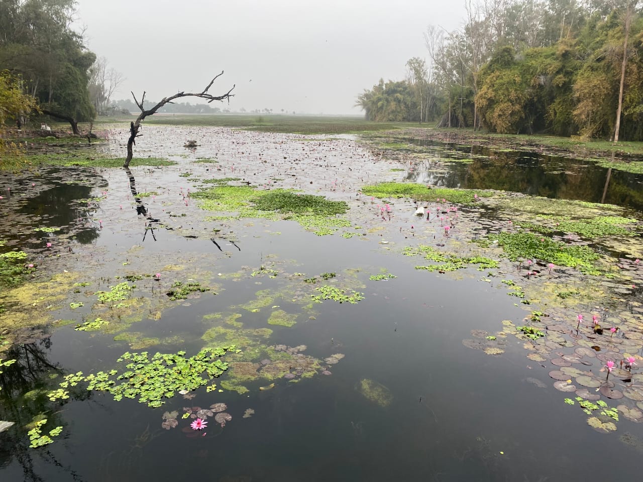 Comparing Flask Django And Odoo An In Depth Architectural Analysis