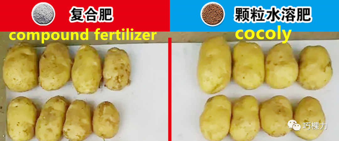 Cocoly granular water-soluble fertilizer has a remarkable effect on ...