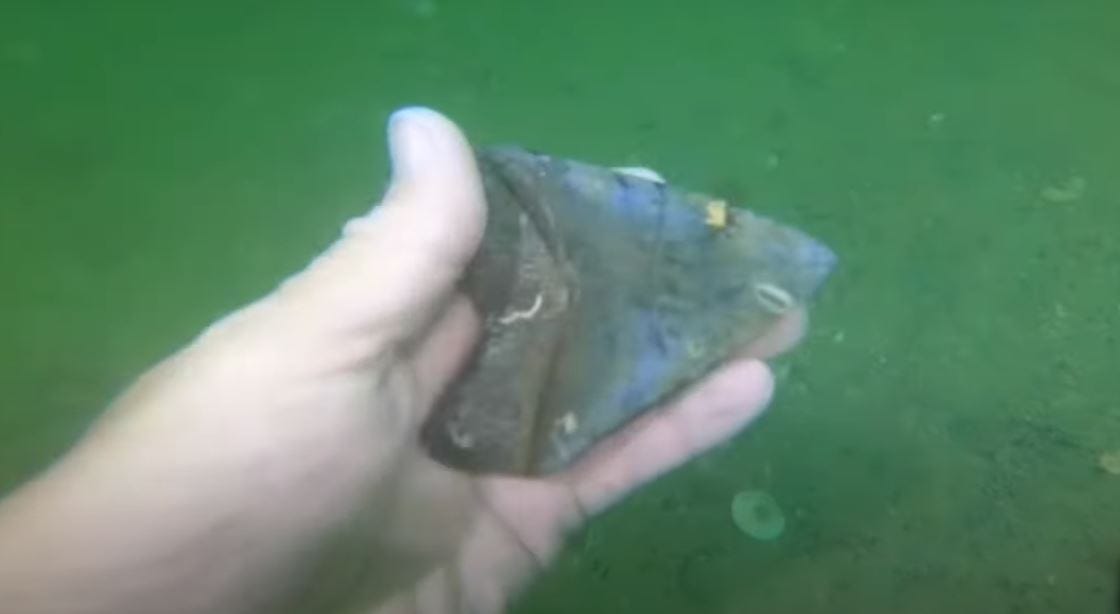 Fossil Scuba Dive Charter - Fossil Junkies - Medium