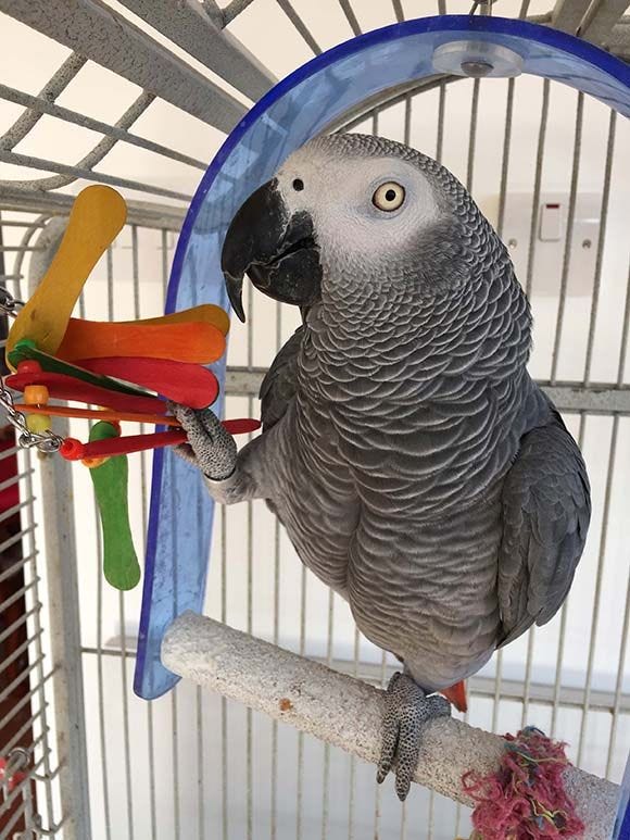 African grey parots for Rehoming. African Grey Parrots are medium-sized ...