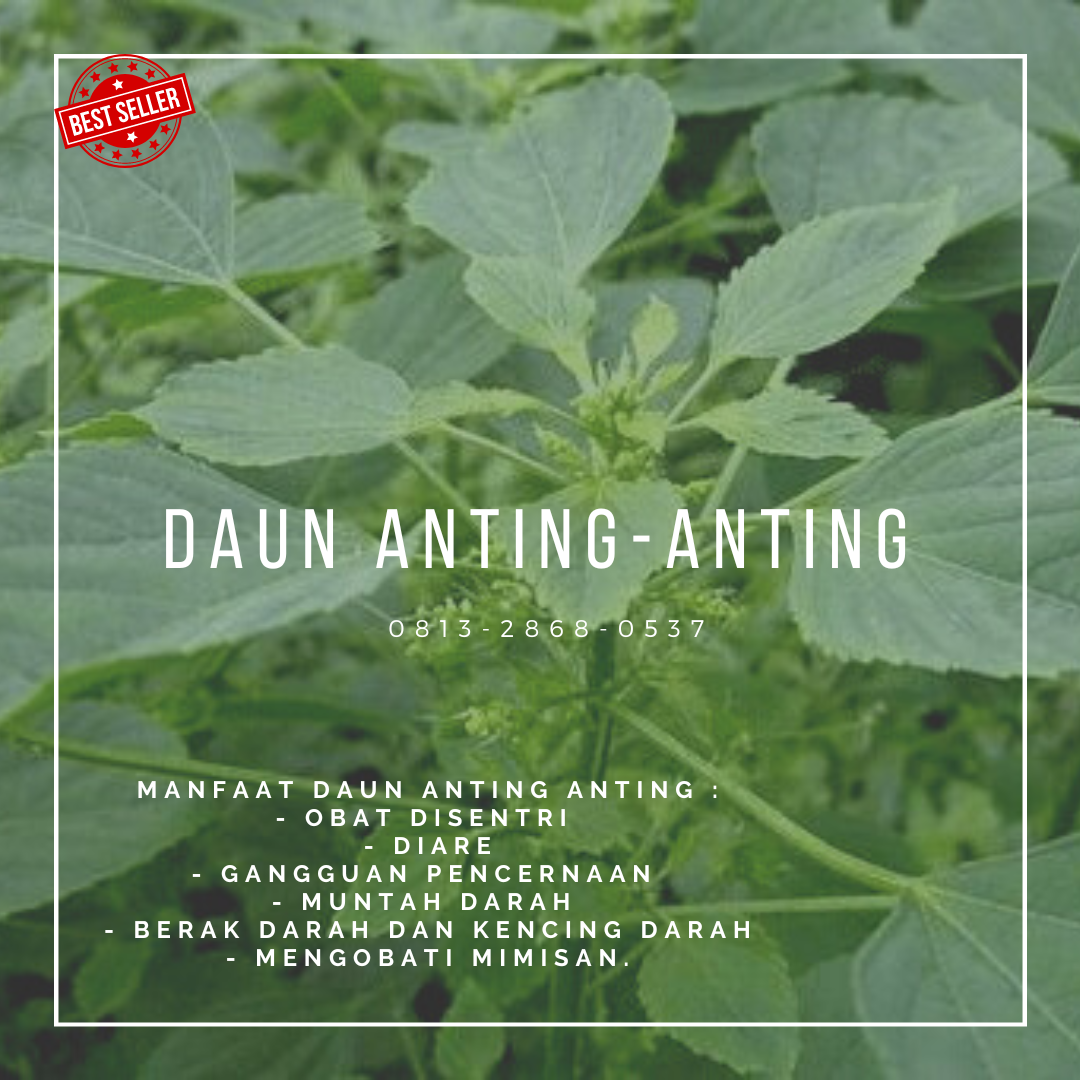 Pusat Budidaya Herbal Daun Sinom Asam Jawa Segar 250 Gram Obat Herbal ...