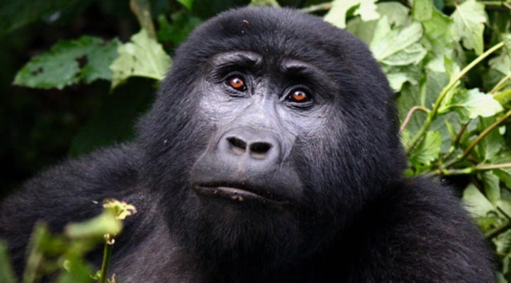 This 11-day gorilla, Masai mara, and Diani beach safari starts in ...