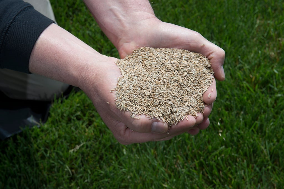 Lush Green Lawns: The Ultimate Guide to Lawn Installation in Damascus ...