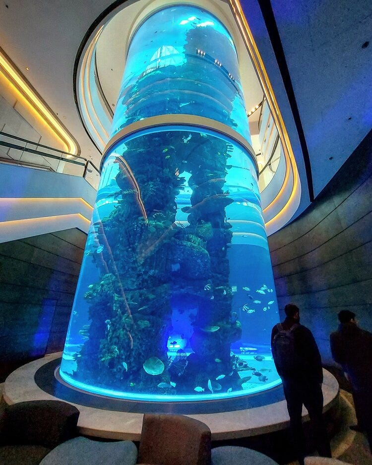 Aquarium management services - Red Fin Aquariums - Medium