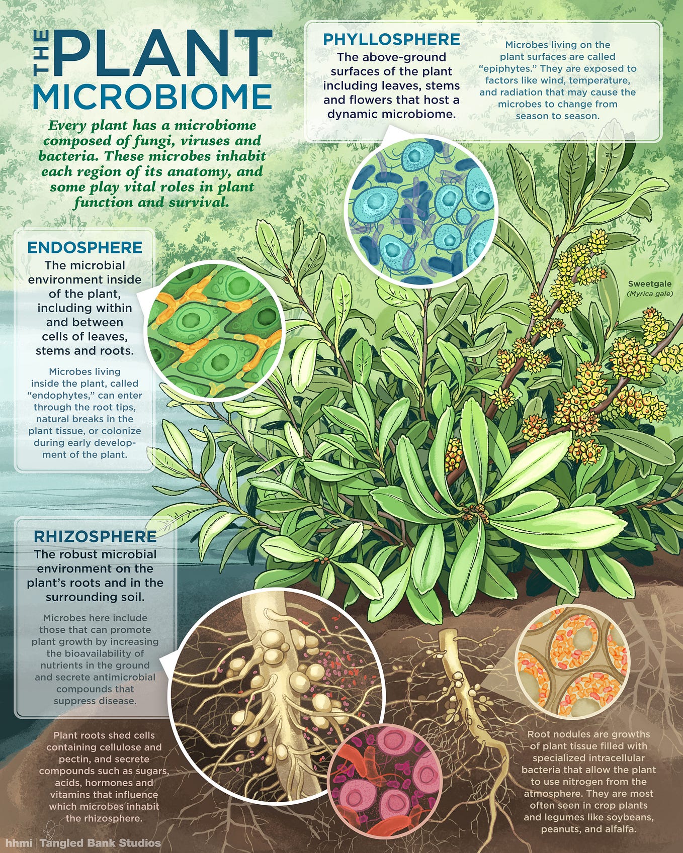 The Stages of Decomposition. In our latest infographic, get a… | by ...