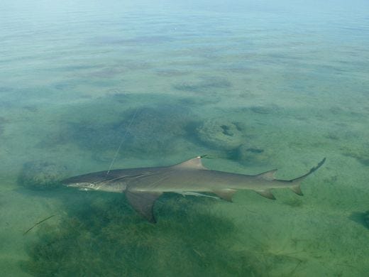 The Ultimate Guide to the Best Fishing Charters in Key West | by Bone ...